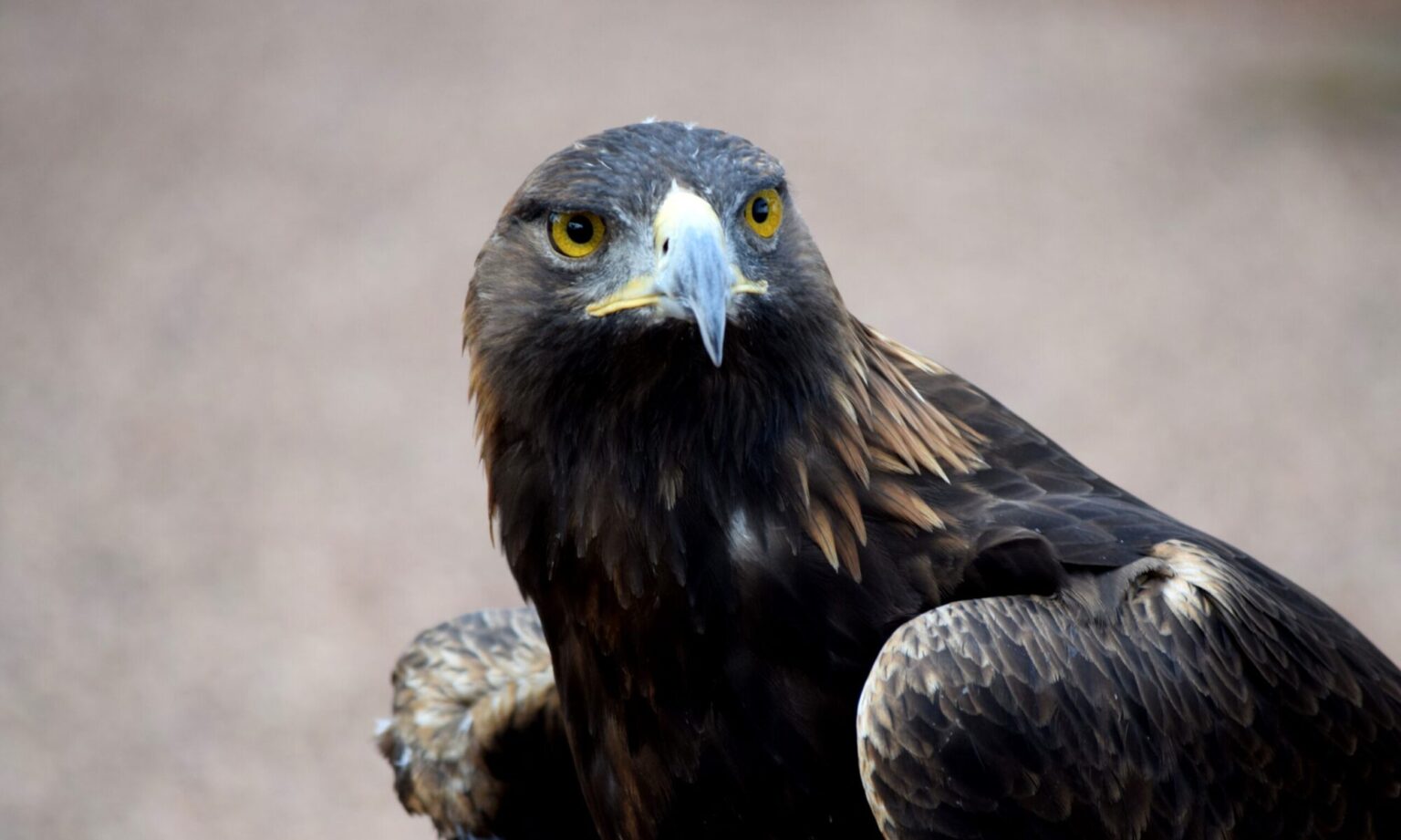 Sponsor an Eagle Enclosure – Grey Snow Eagle House